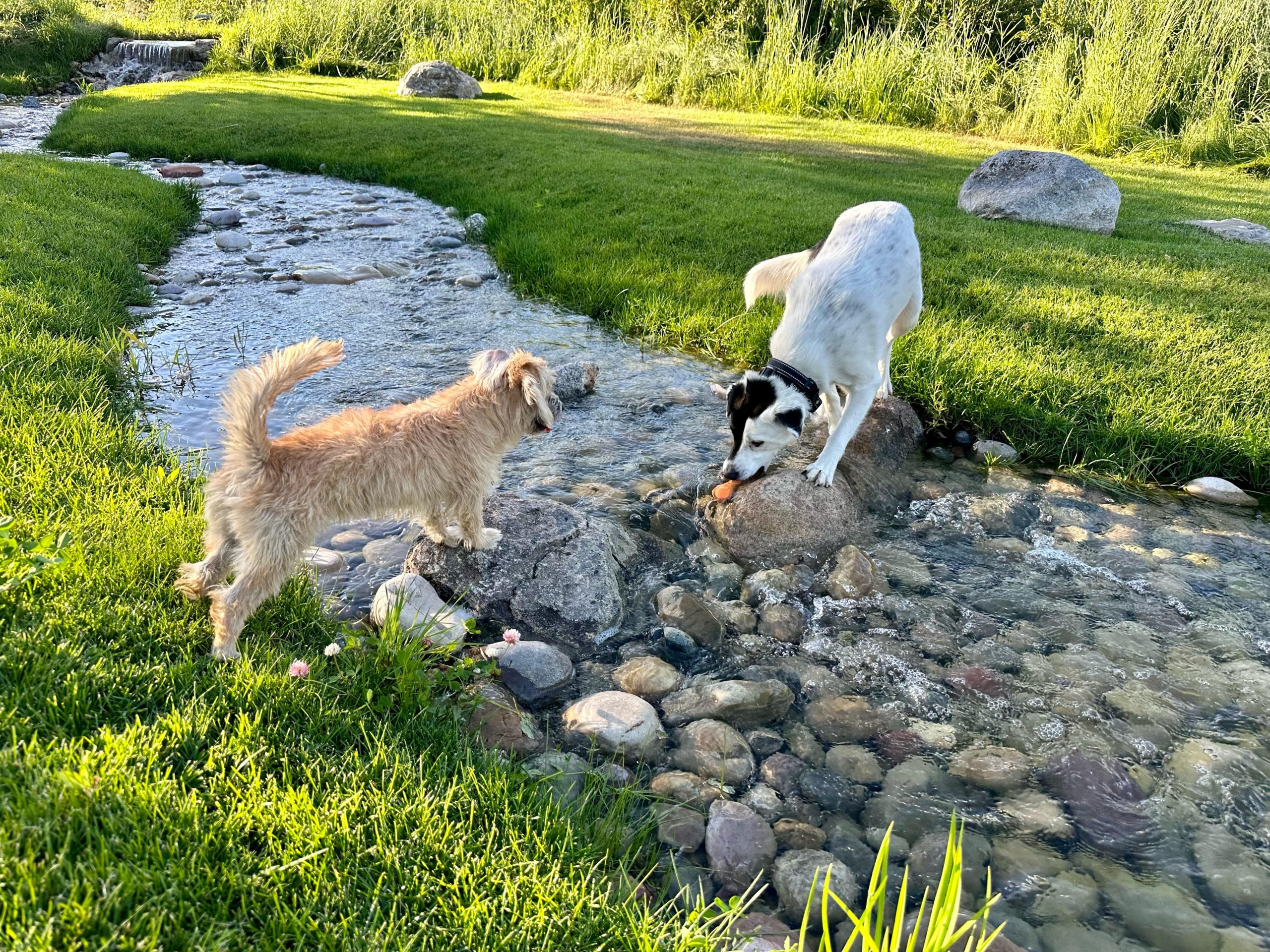 SNAPPED: Dog Days of Summer