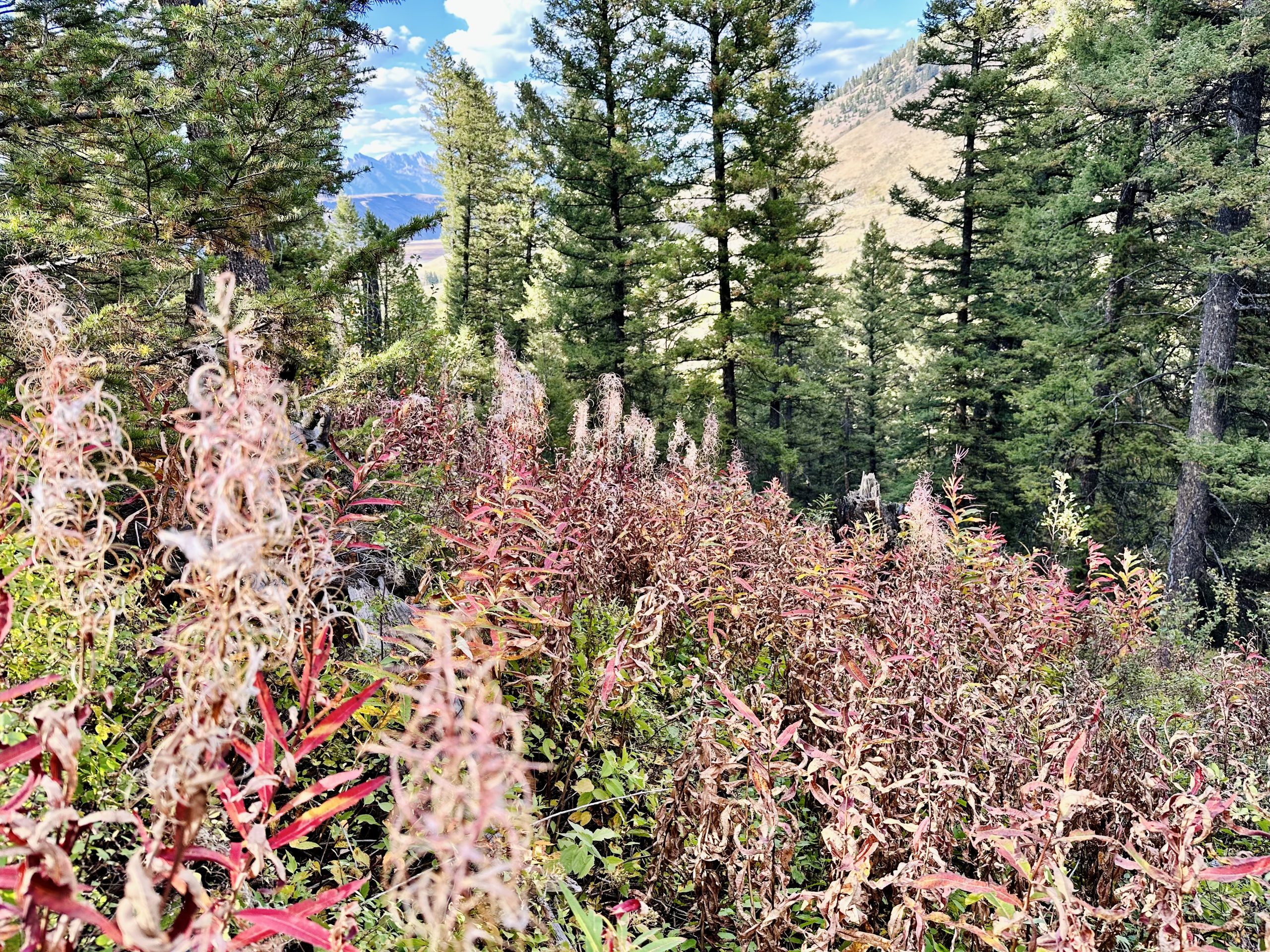 Fireweed goes to seed in Jackson Hole