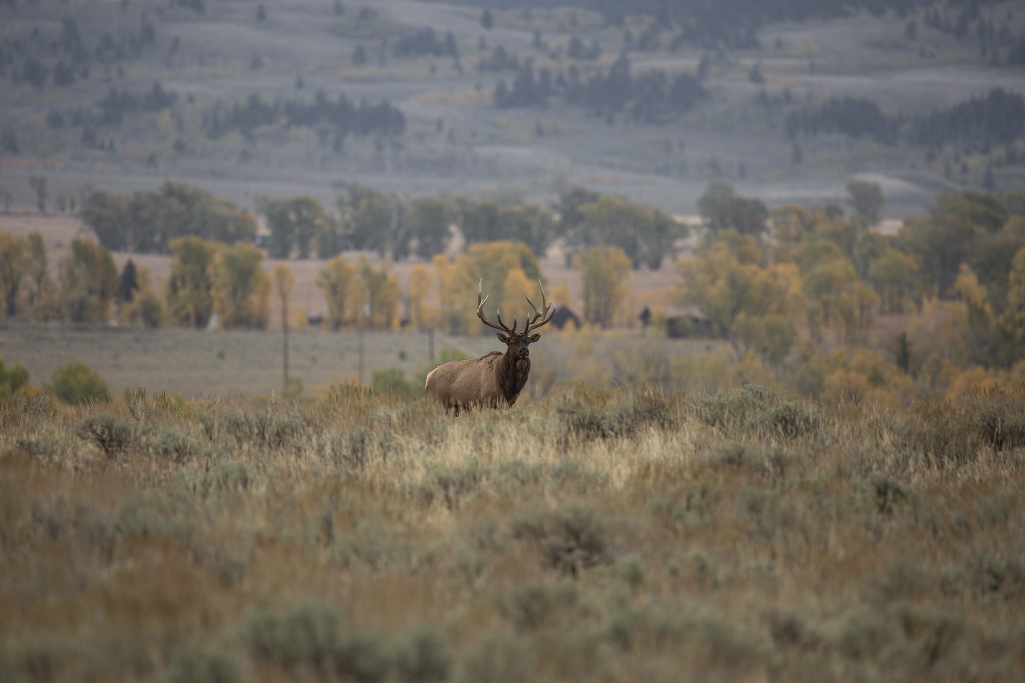 GTNP's Elk Reduction Program opens Nov. 18
