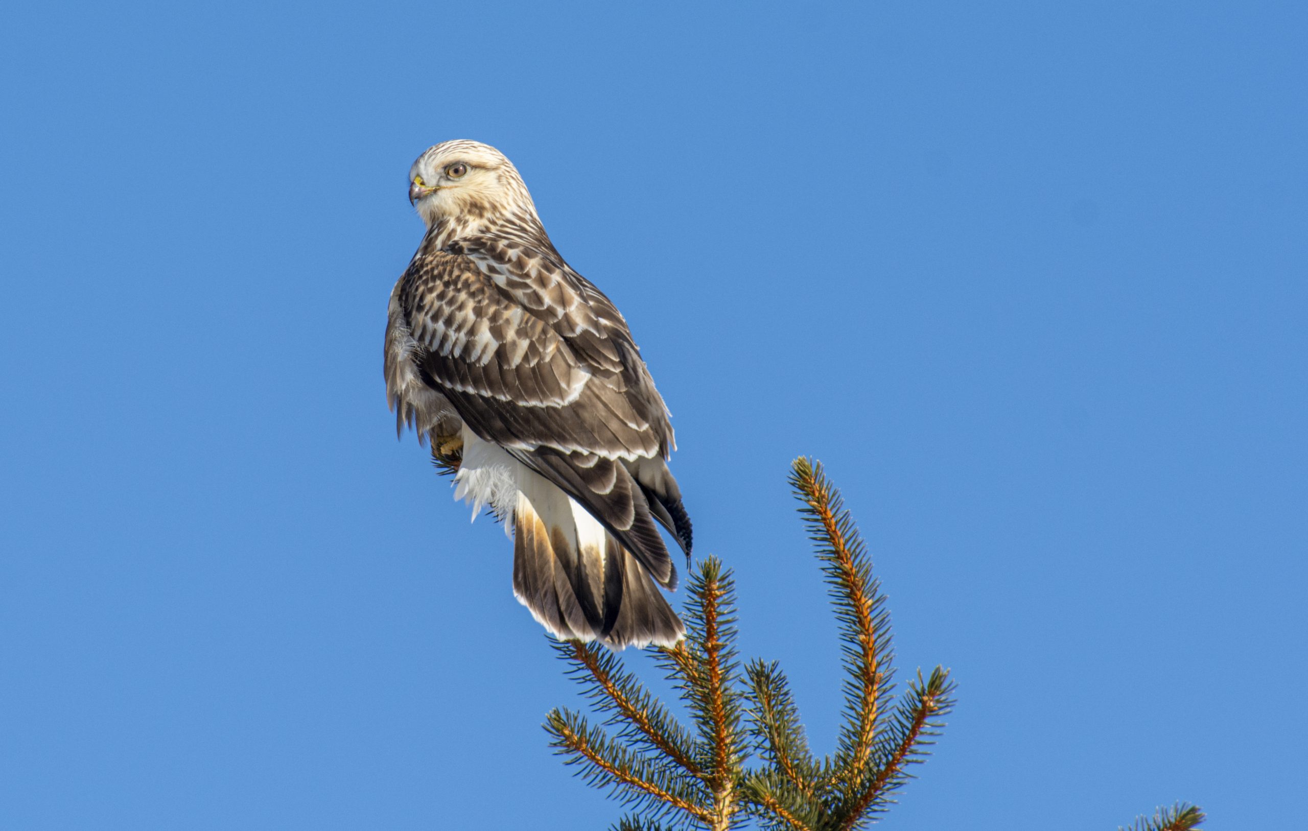 Rough-legged Hawks migrate to Jackson Hole in November
