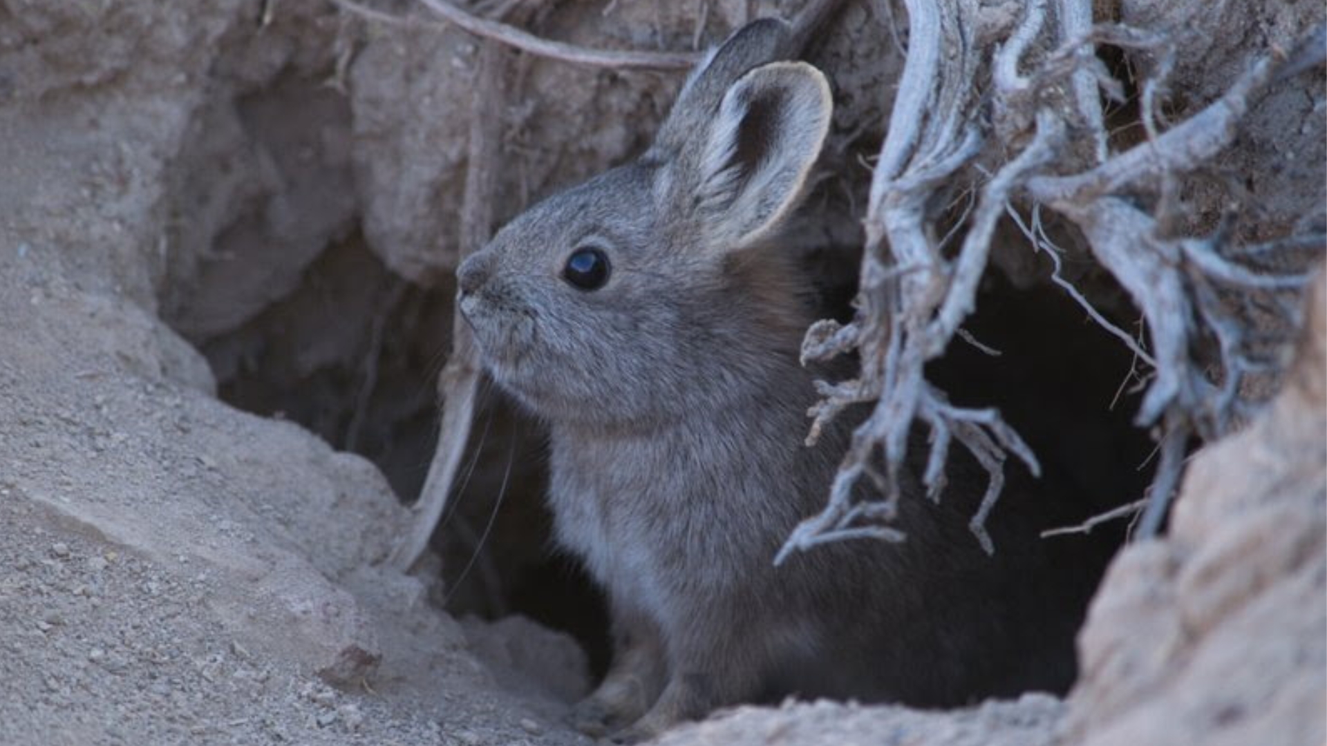 Pygmy rabbit eligible for endangered species protection