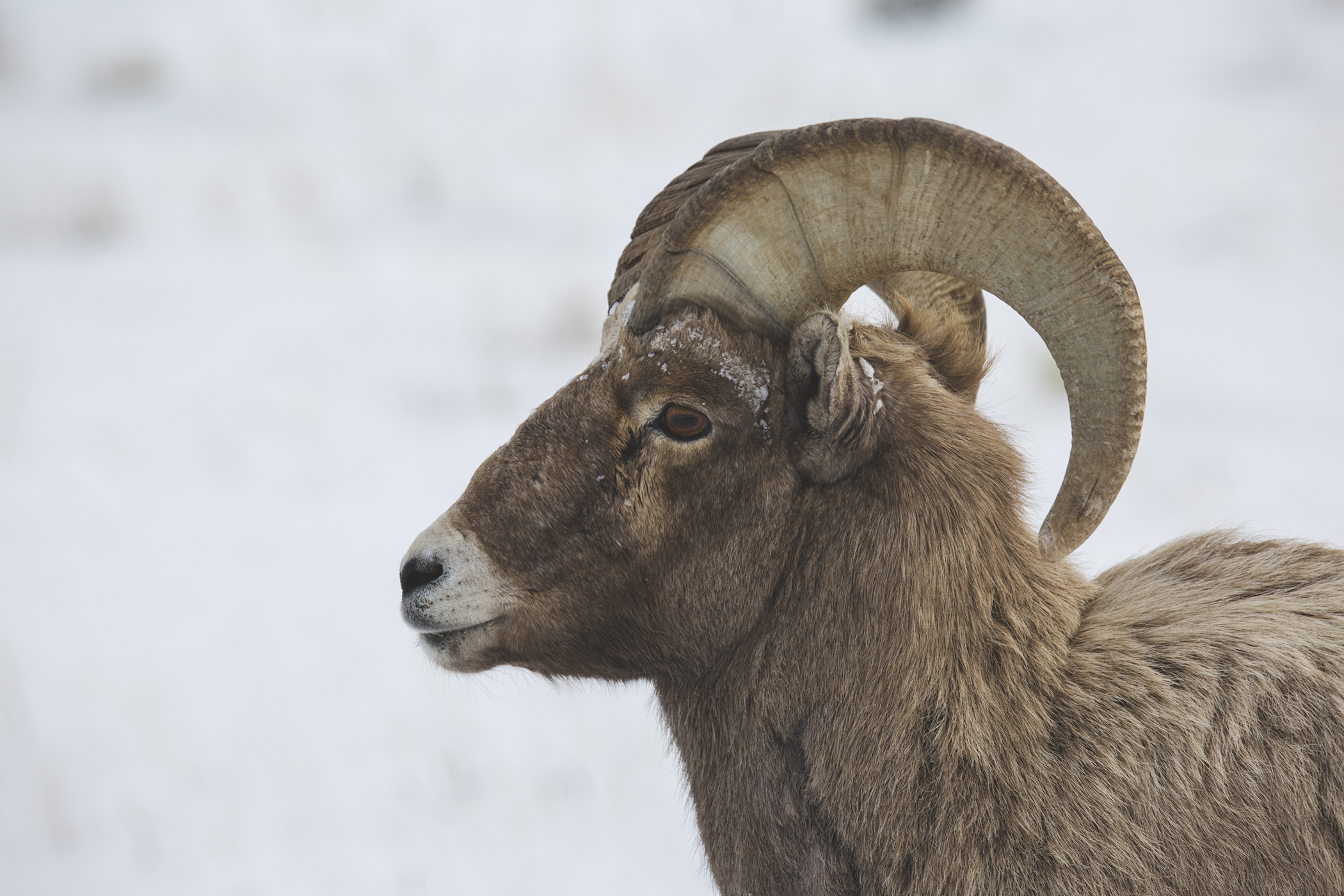 Explainer: Horizontal pupils give bighorn sheep advantage over predators