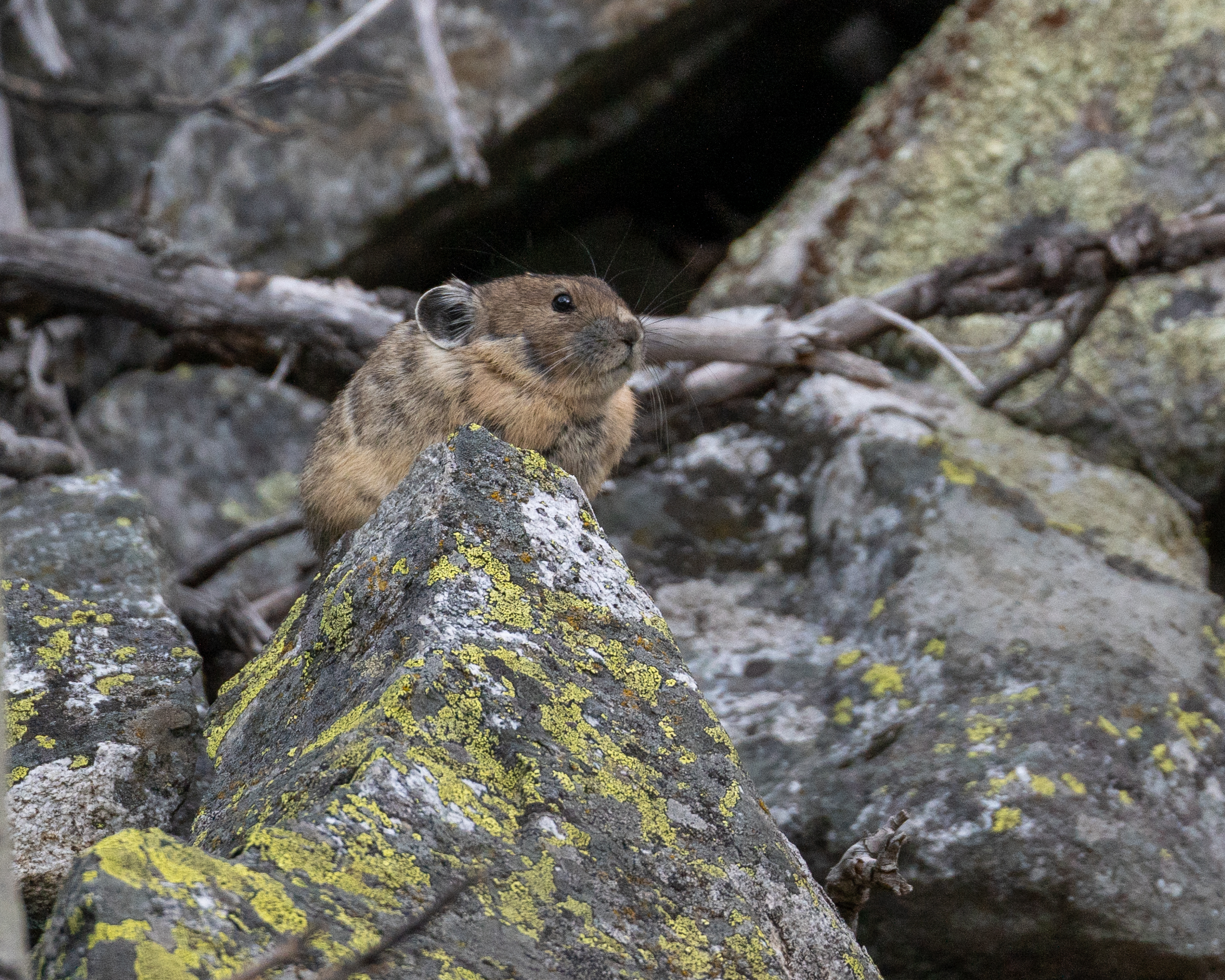 Pika populations in GYE part of unique genetic diversity