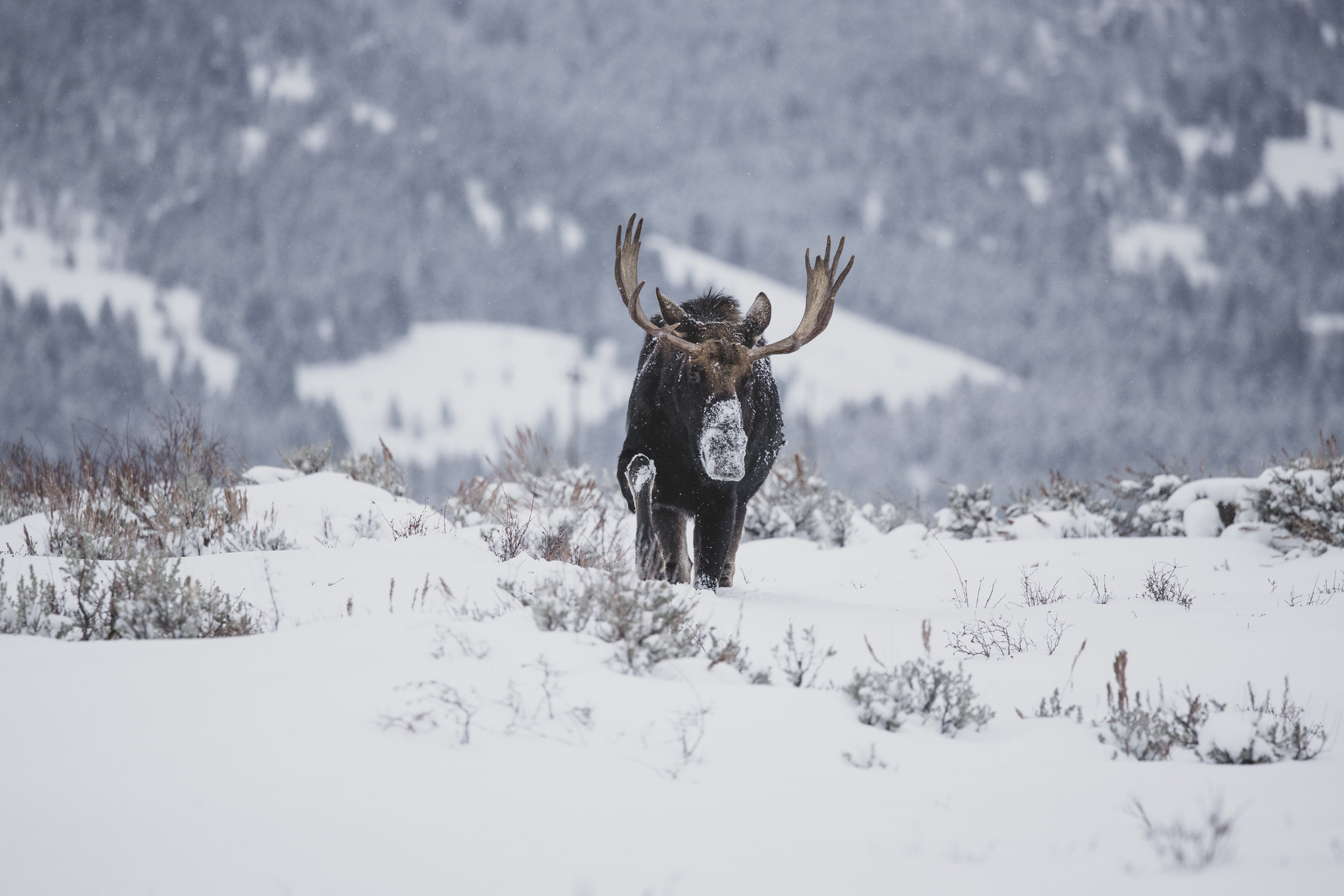Be mindful of moose as snow depth increases in the valley