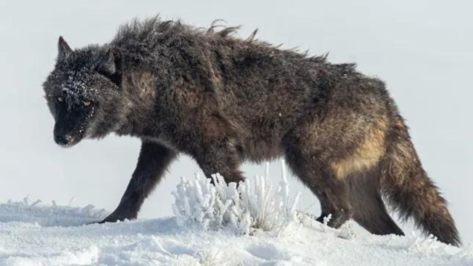 WGFD responds to inquiries about live wolf possession