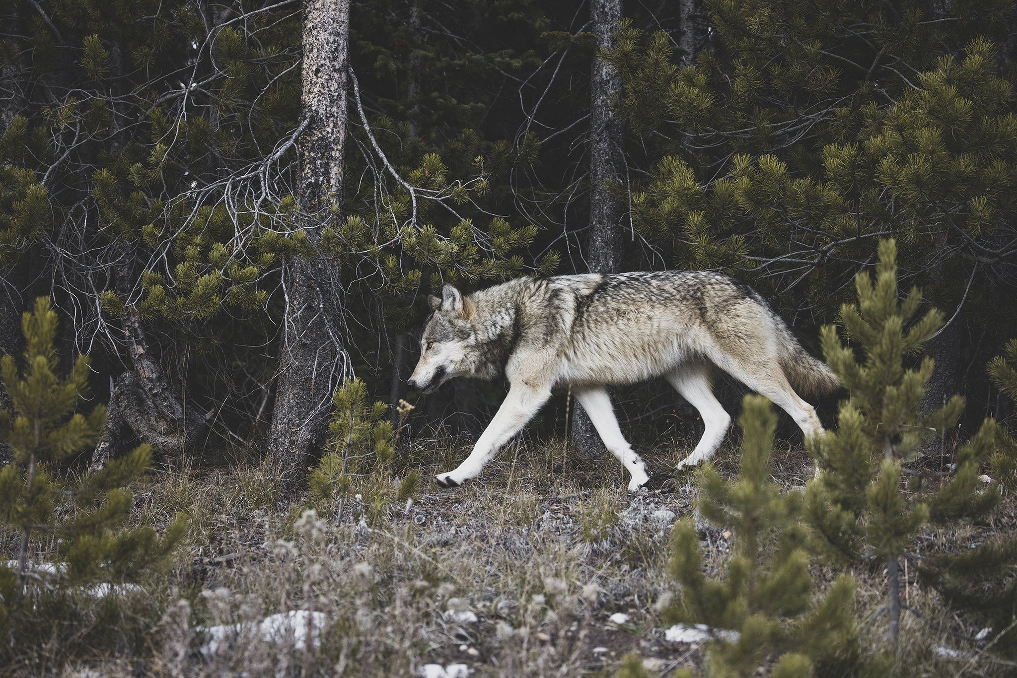 Wolf reportedly tormented, killed in Sublette County