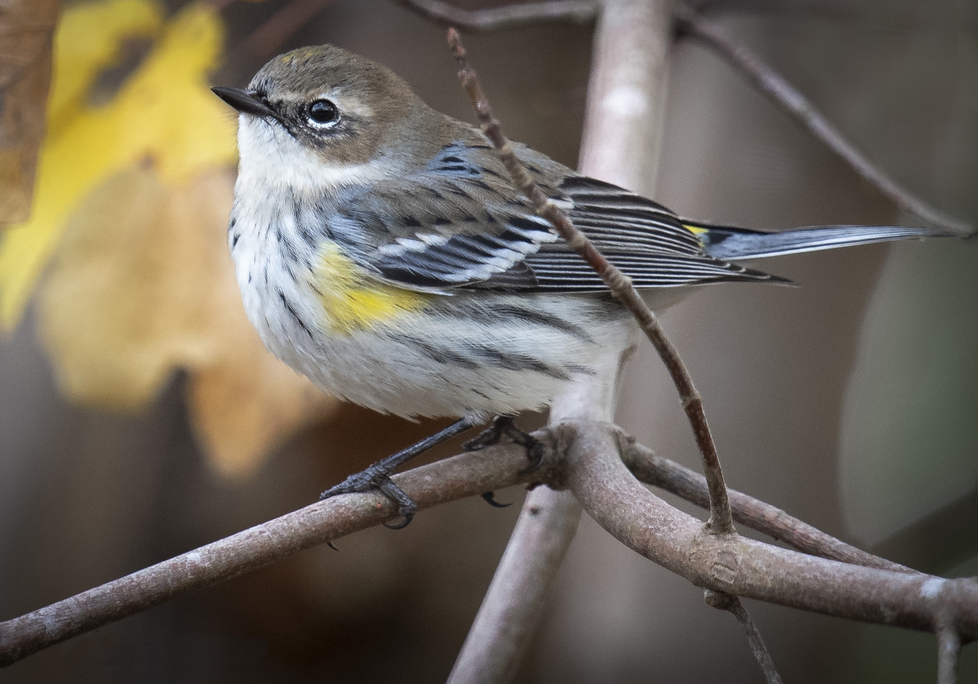 Dim lights at night to help migrating birds