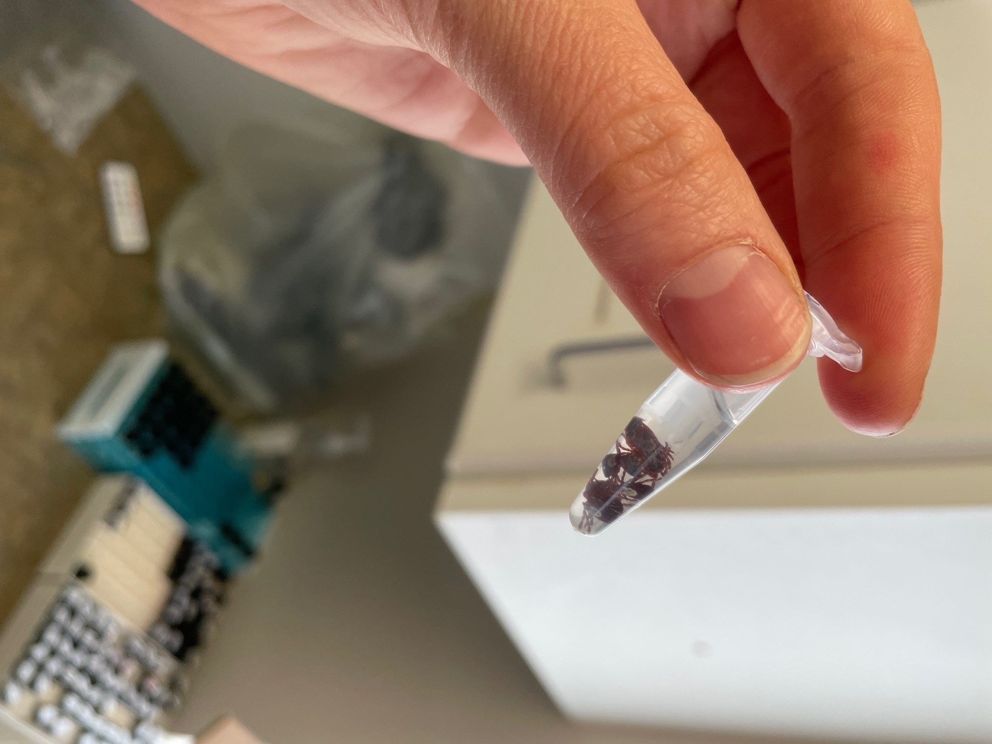 TCWP's new program pioneers tick surveillance in WY