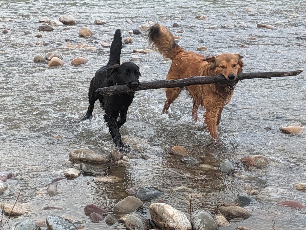 Update: Missing Wilson dogs found