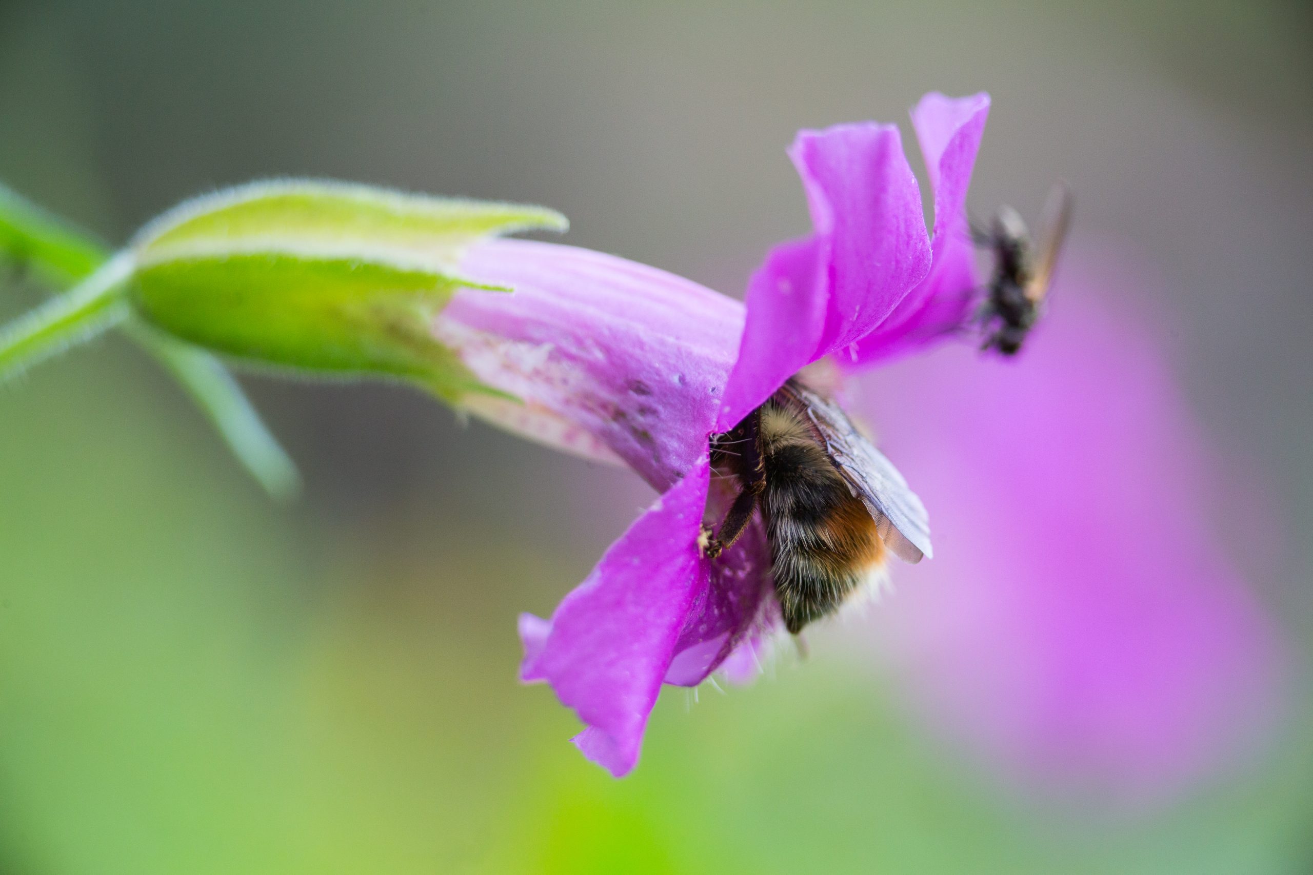 How to support pollinators this month
