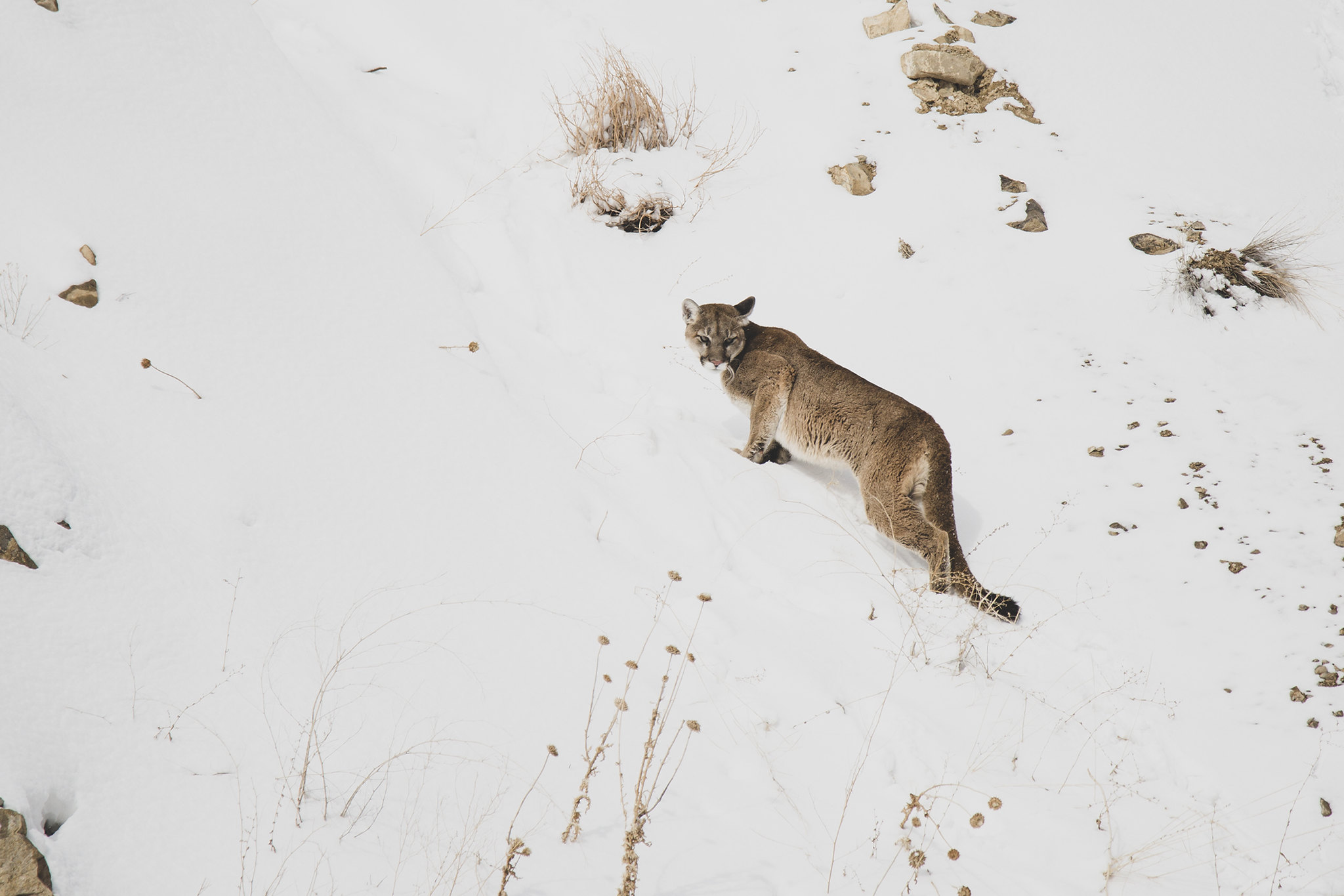 Mountain lion visits Teton Village
