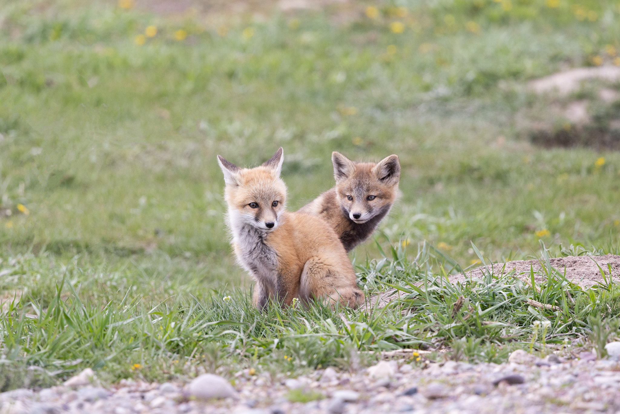 SNAPPED: Fox kits frolic