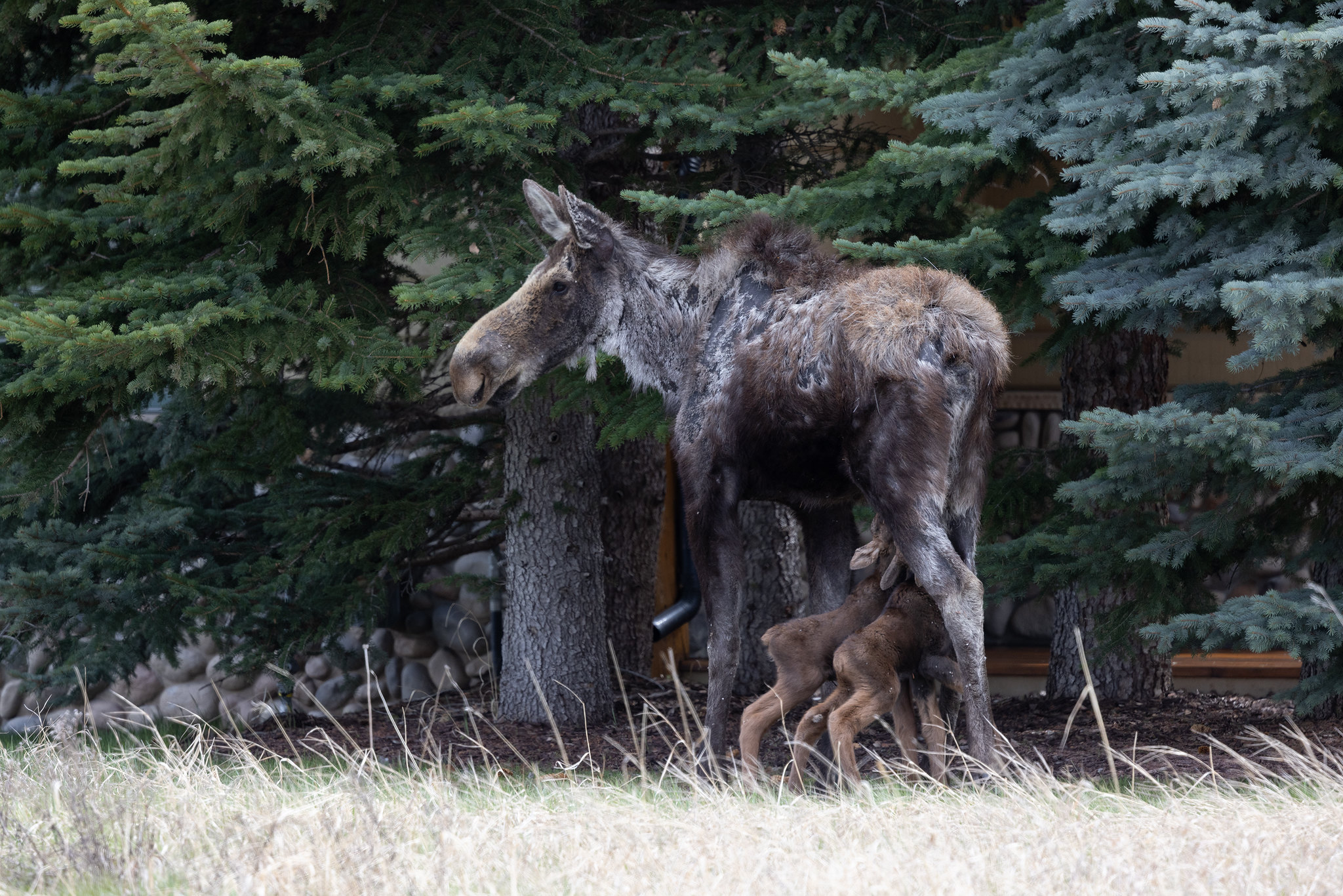 WYOWATCH: Twin moose calves stick close to mom