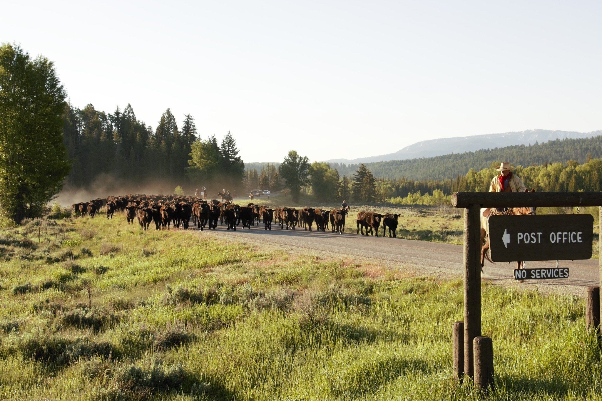 Heads up: GTNP cattle drive will close highway Saturday morning