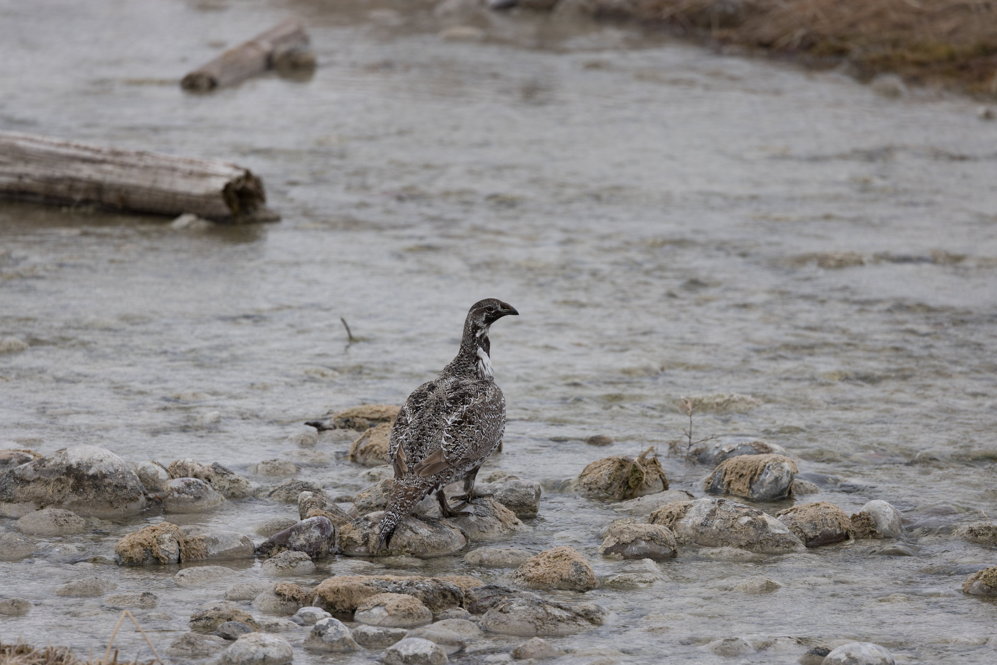 New permit required for sage-grouse hunting