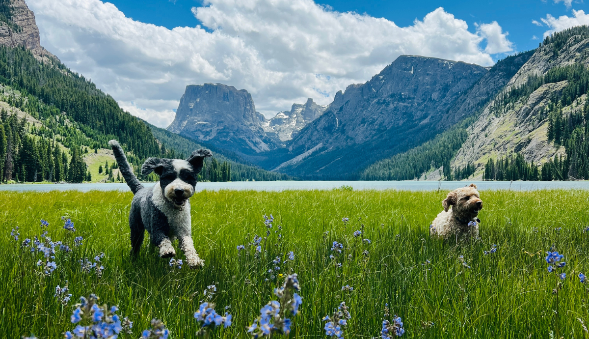 SNAPPED: Dog days of summer