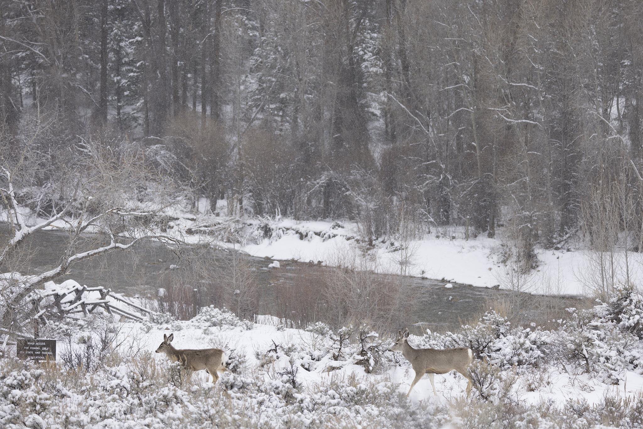 GTNP monitors mule deer migration