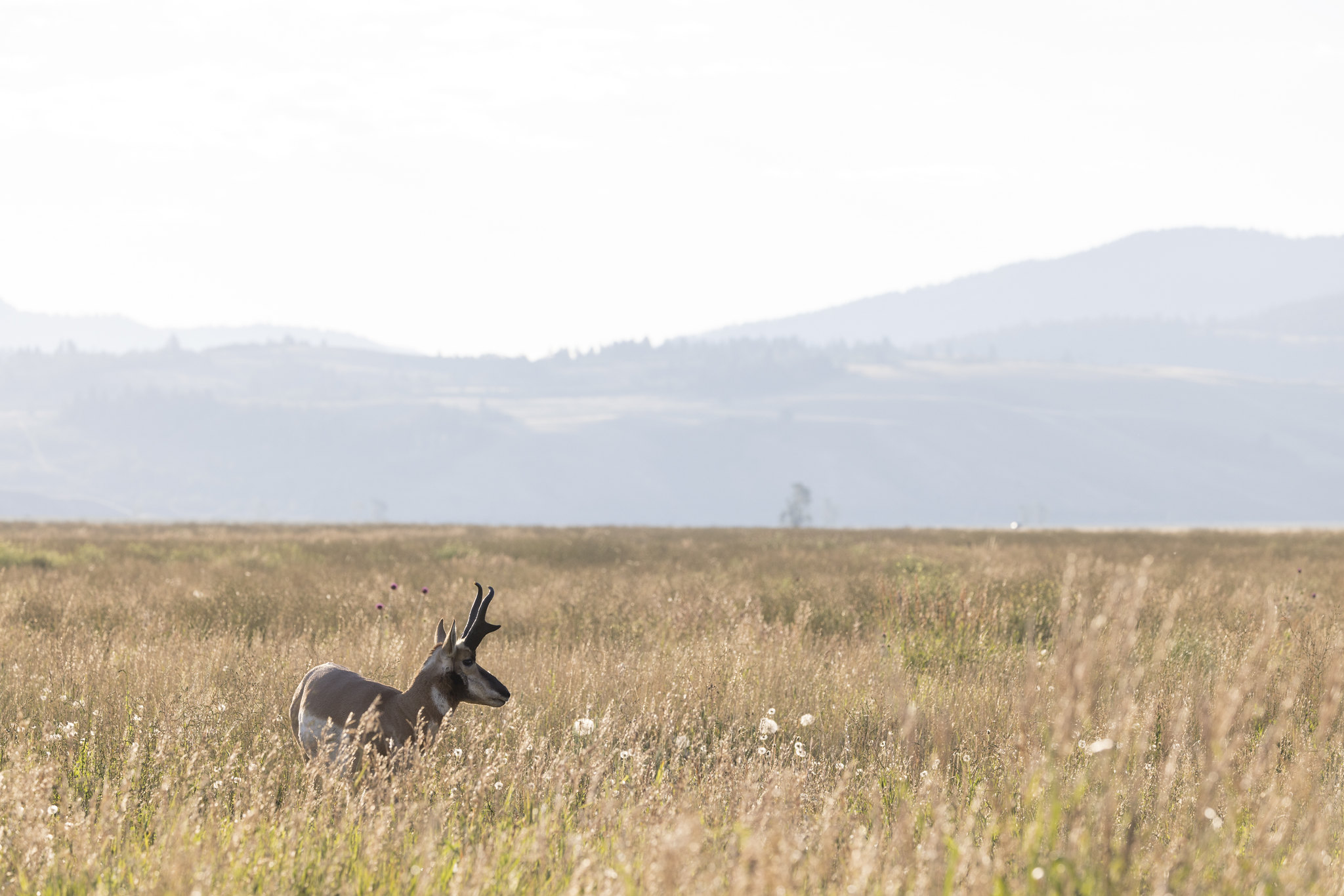 Conservation license plates spotlight pronghorn