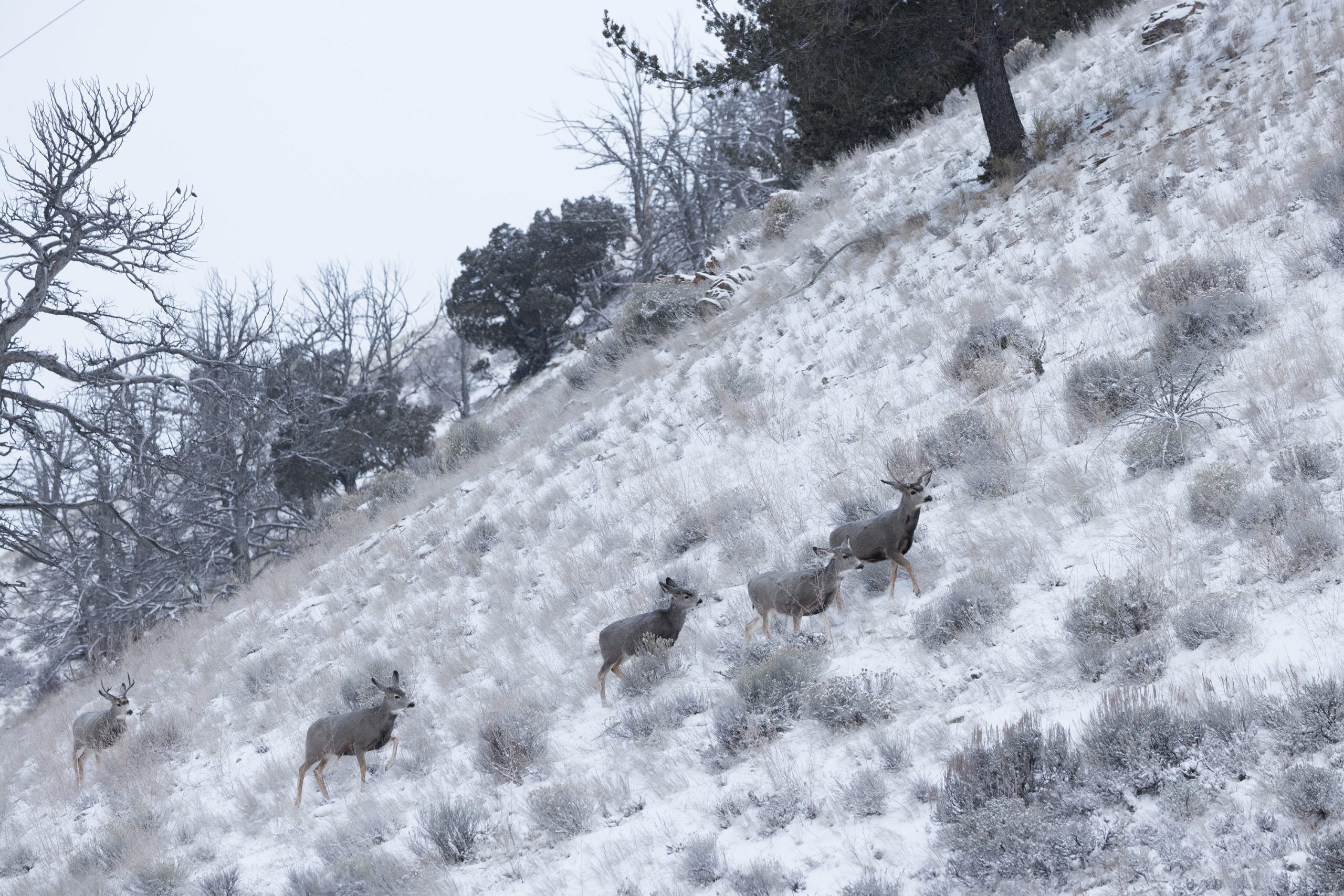 WGFD confirms this winter looks so far, so good for mule deer