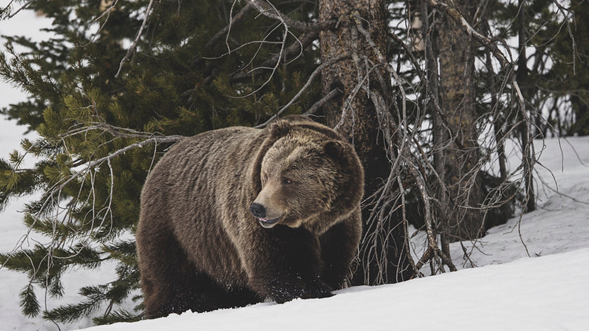 USFWS protects GYE grizzly bears with proposed ruling