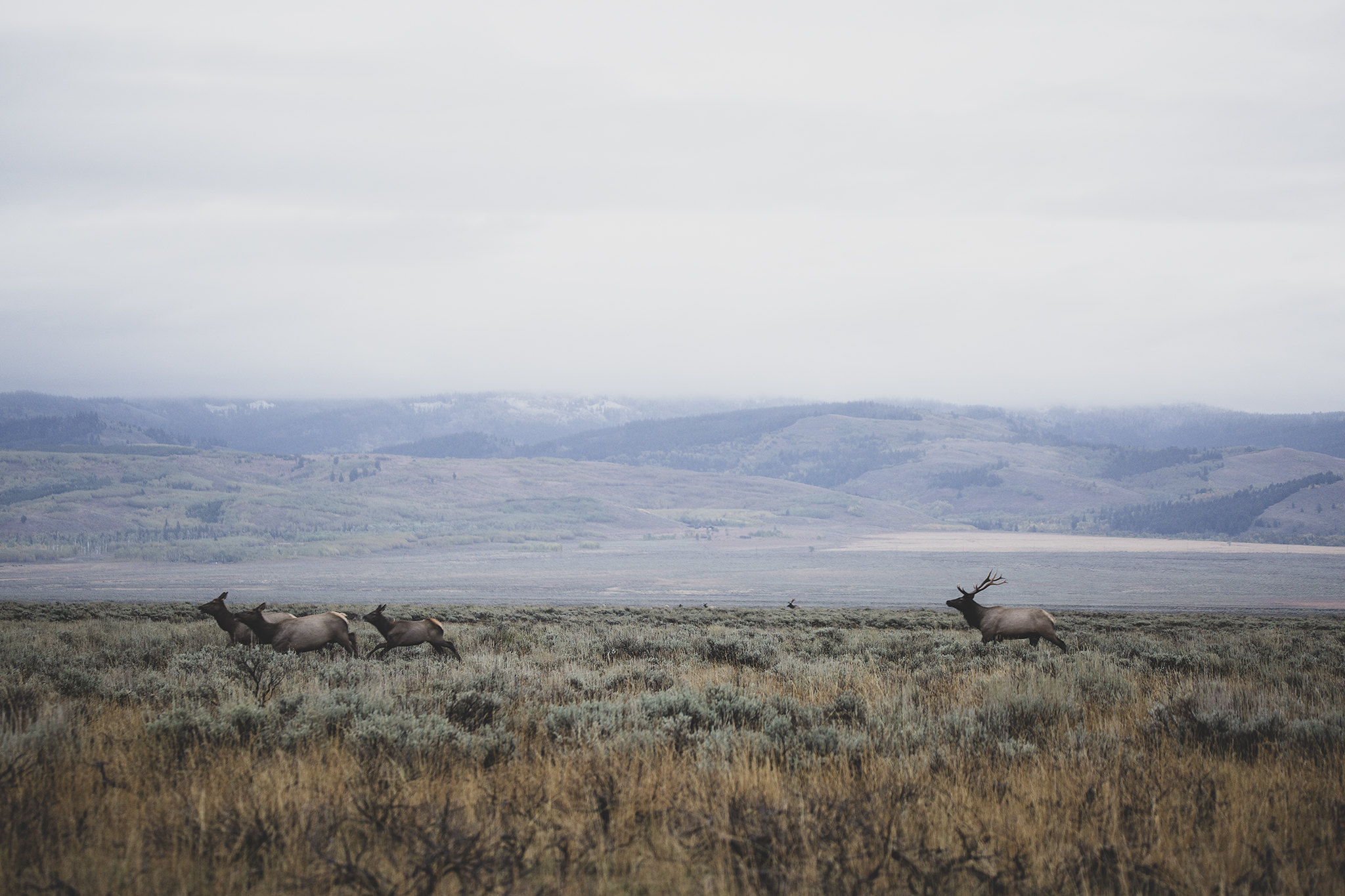 WGFD holds public meeting to discuss 2025 hunting regulations