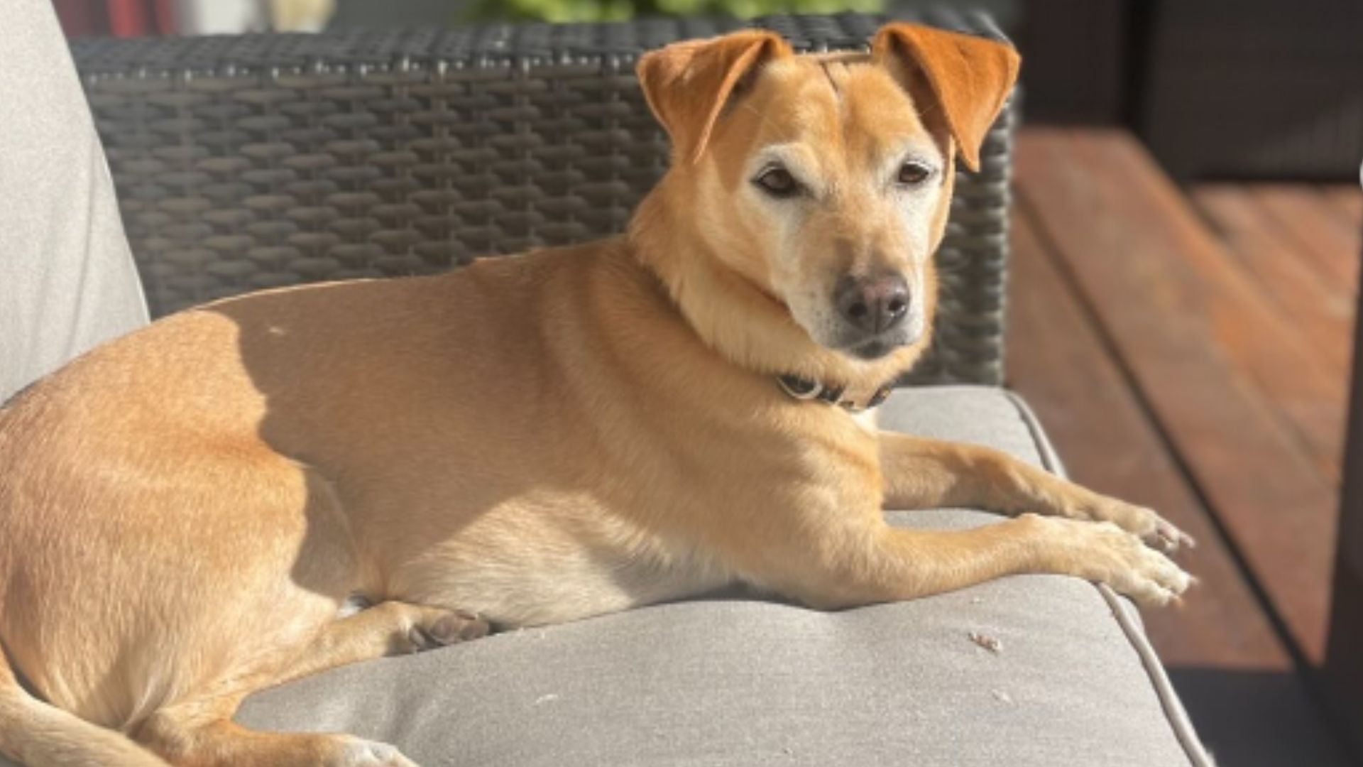 Missing dog reported near Balsam Lane