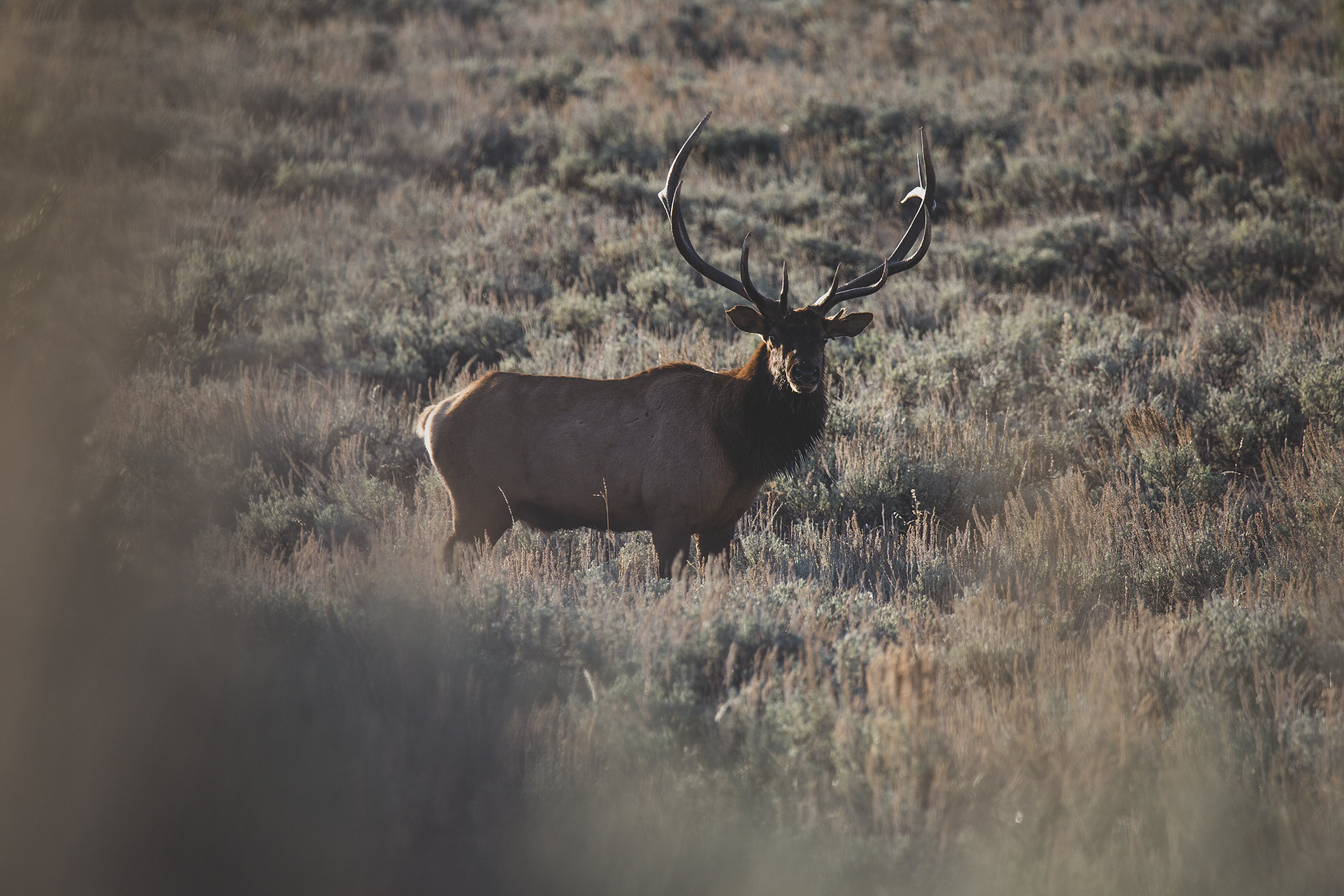 WGFD announces changes to National Elk Refuge hunting season