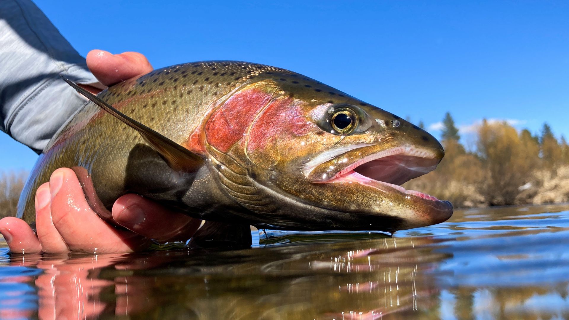 Project to reduce rainbow trout in Teton River Canyon set for October