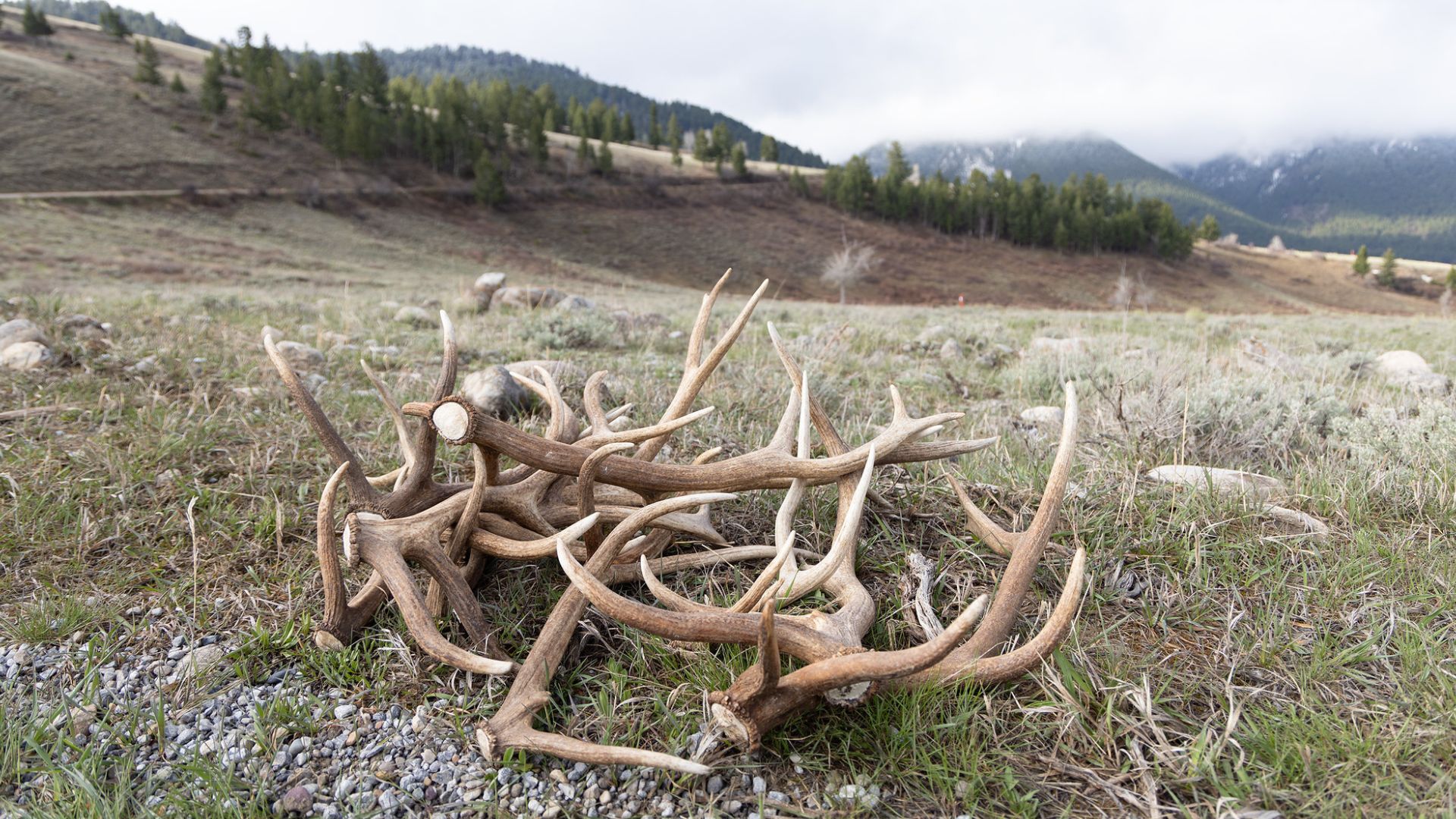 WGFD closes yearslong investigation of hunting license, wildlife charges