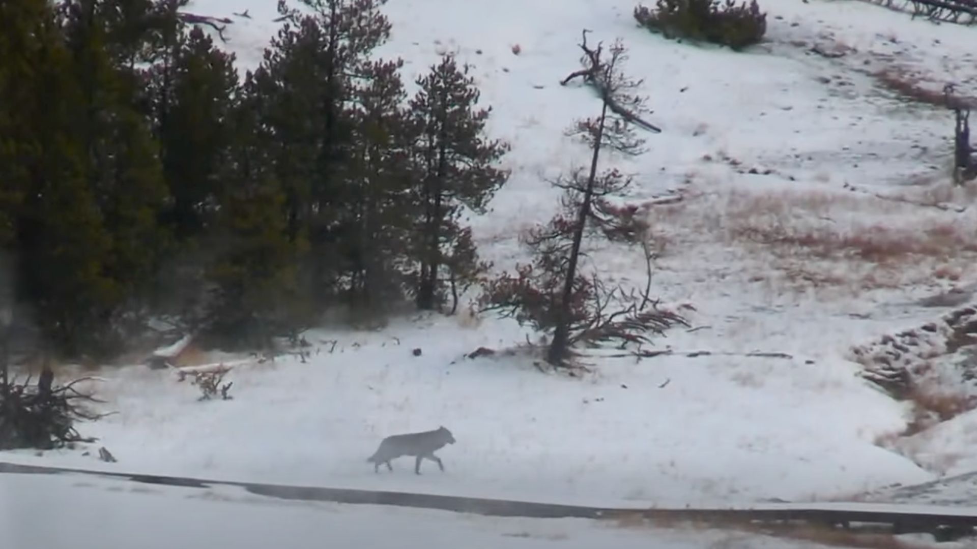 Yellowstone webcam shows lone wolf loping through Upper Geyser Basin